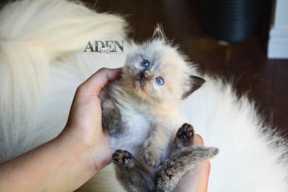 Ragdoll Breeders Ontario | Ragdoll Cats Breeders Ontario | Gallery
